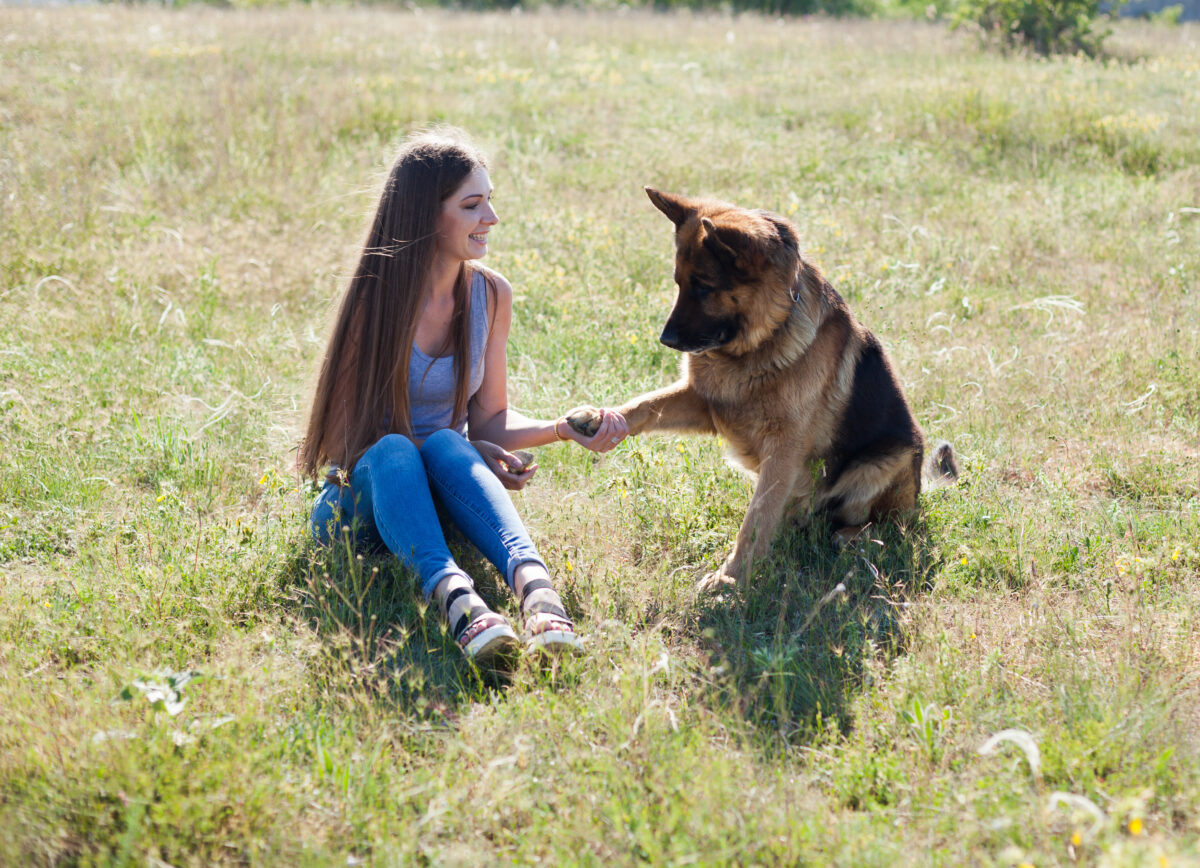 15 Tricks to Teach Your German Shepherd Puppy | Puppy Training