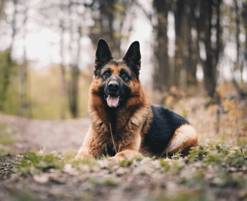 The Truth About German Shepherd Aggression (And What Causes It) | Roche ...